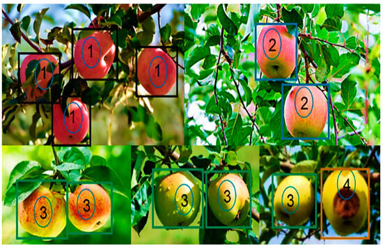 New Progress in Intelligent Picking: Online Detection of Apple Maturity ...