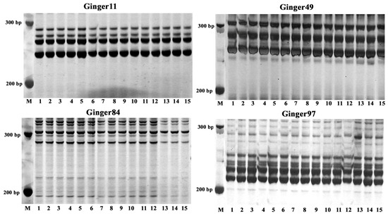 In Vitro Microrhizome Production, Genetic Homogeneity Assessment, and Field Performance ...