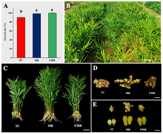 In Vitro Microrhizome Production, Genetic Homogeneity Assessment, and Field Performance ...