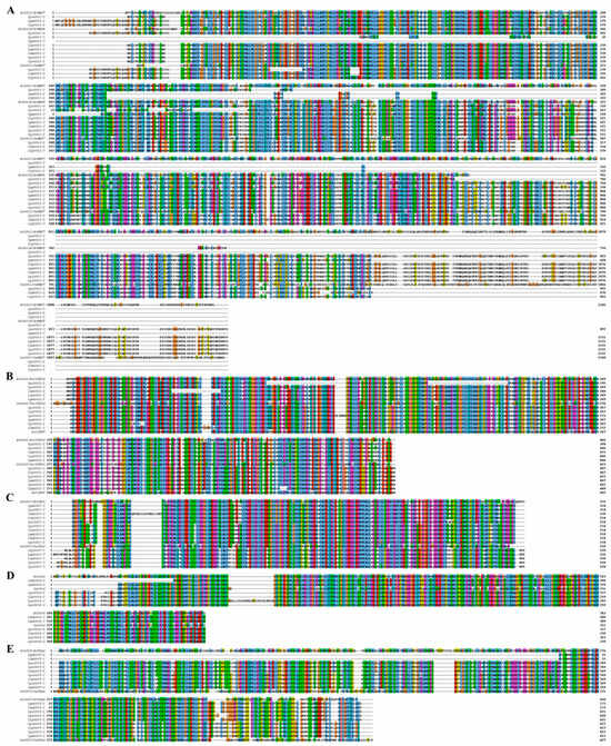 Identification and Expression Pattern Analysis of the SOS Gene Family ...