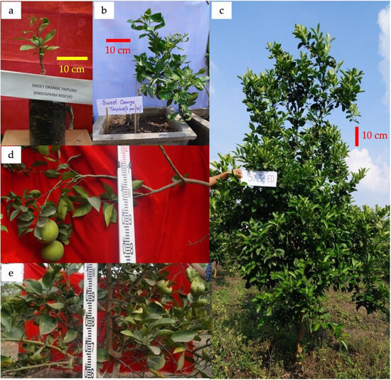 Production of Triploid Seedless Sweet Orange [Citrus sinensis (L ...