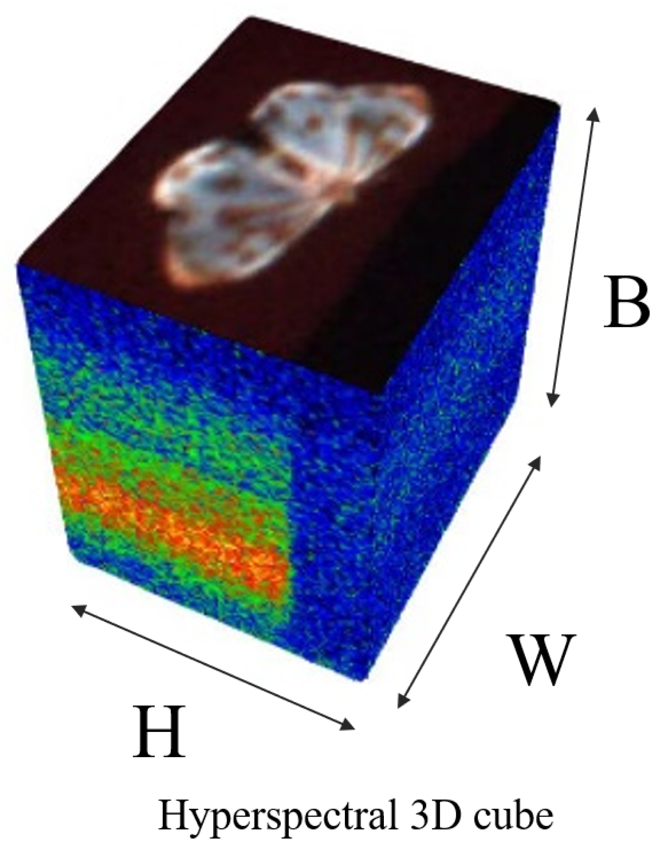 Leveraging Hyperspectral Images for Accurate Insect Classification with a Novel Two-Branch Self ...