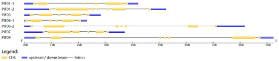 Genome-Wide Identification of Phytochrome-Interacting Factor (PIF) Gene ...