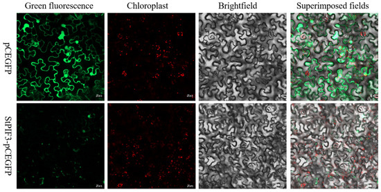 Genome-Wide Identification of Phytochrome-Interacting Factor (PIF) Gene ...