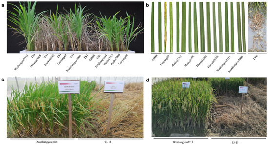 The Development of Multi-Resistant Rice Restorer Lines and Hybrid ...