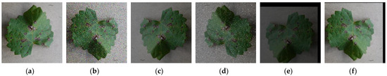 Agronomy | Free Full-Text | U-Net with Coordinate Attention and VGGNet: A Grape Image ...