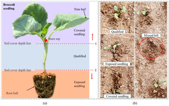 Agronomy | Free Full-Text | Seedling-YOLO: High-Efficiency Target Detection Algorithm for Field ...