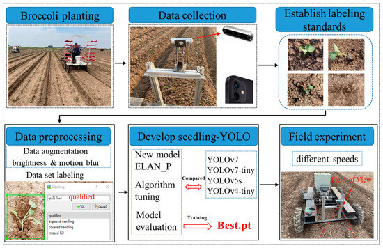 Agronomy | Free Full-Text | Seedling-YOLO: High-Efficiency Target ...