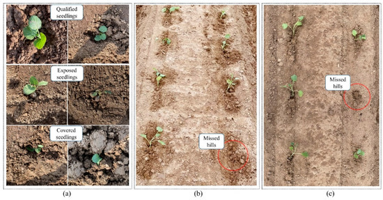Agronomy | Free Full-Text | Seedling-YOLO: High-Efficiency Target Detection Algorithm for Field ...