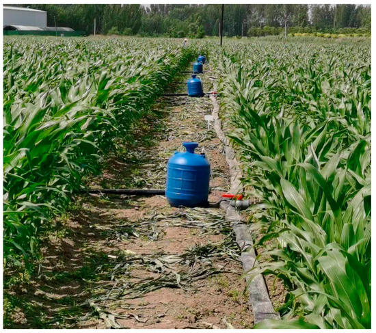 Optimizing Maize Yield and Resource Efficiency Using Surface Drip ...