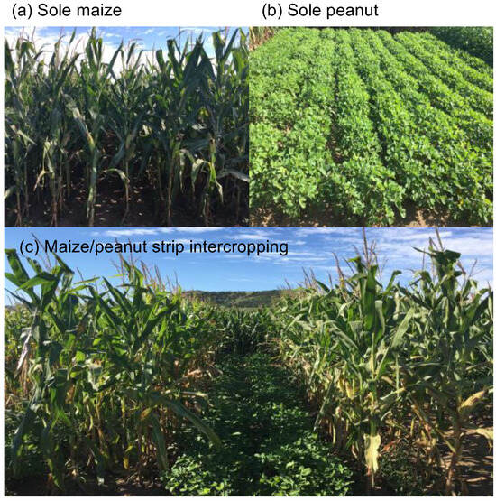 Maize/Peanut Intercropping Affects Legume Nodulation in Semi-Arid Conditions