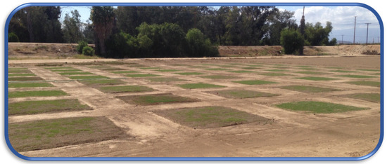 Effects of Biochar and Compost on Turfgrass Establishment Rates