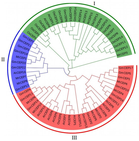 Soybean CEP6 Signaling Peptides Positively Regulate Nodulation