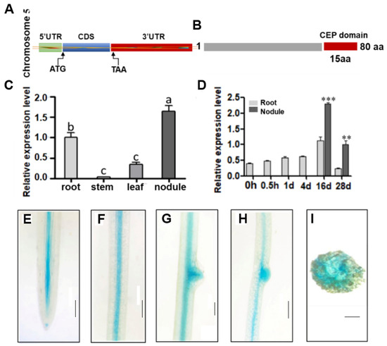 Soybean CEP6 Signaling Peptides Positively Regulate Nodulation