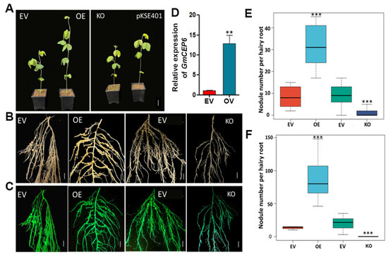 Soybean CEP6 Signaling Peptides Positively Regulate Nodulation
