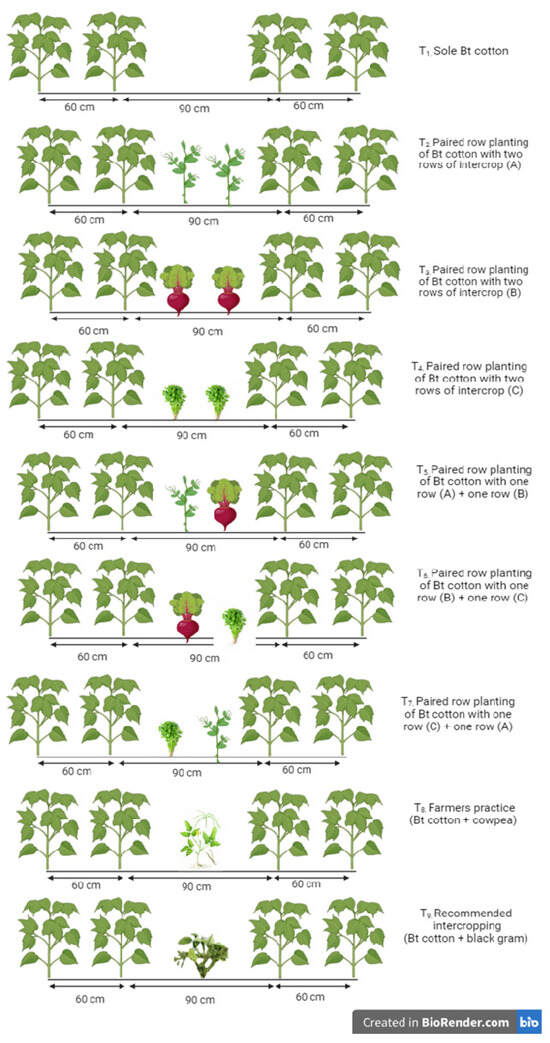 Enhancing Cotton Production and Sustainability through Multi-Tier ...