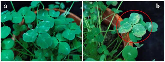 Leaf Spot Disease of Red Clover Caused by Leptosphaeria weimeri ...