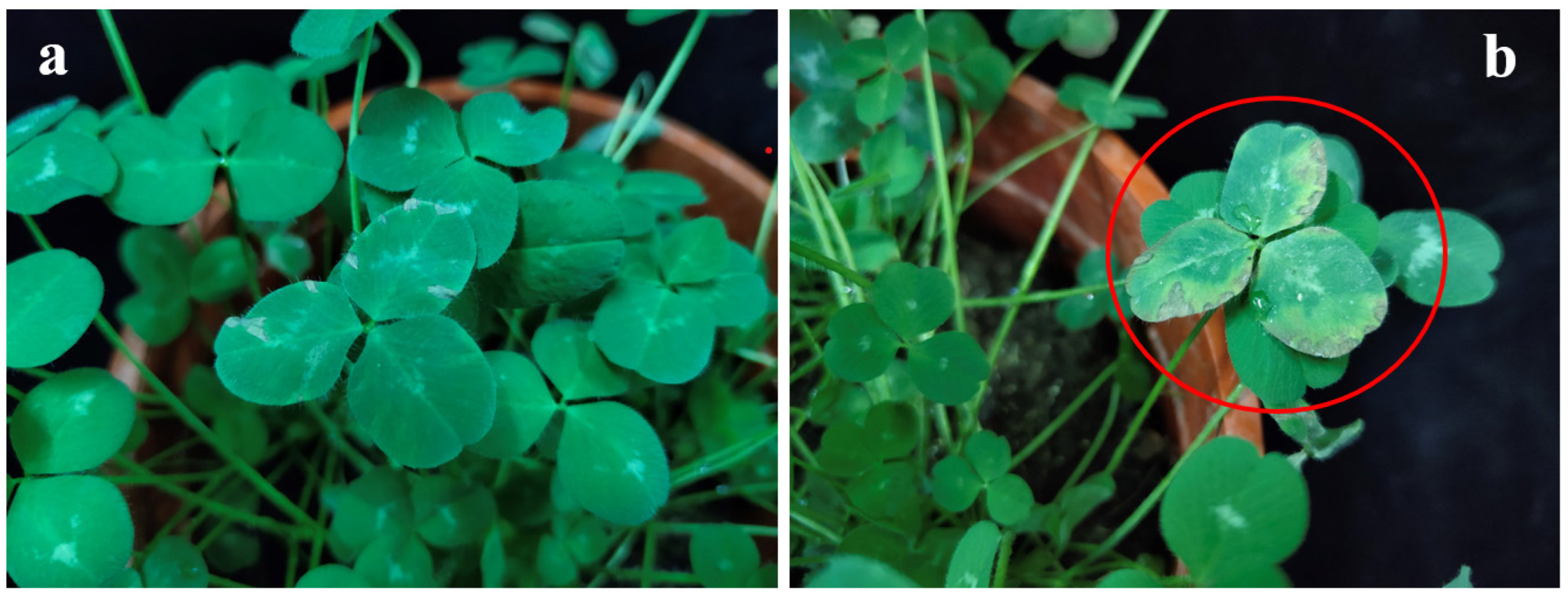 Leaf Spot Disease of Red Clover Caused by Leptosphaeria weimeri ...