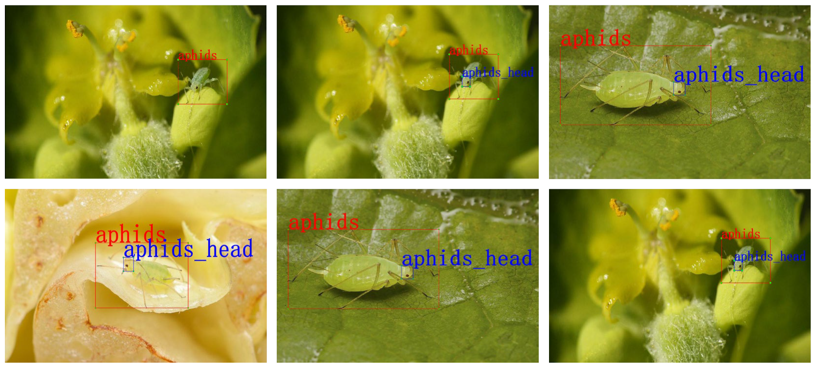 Identification Method of Crop Aphids Based on Bionic Attention