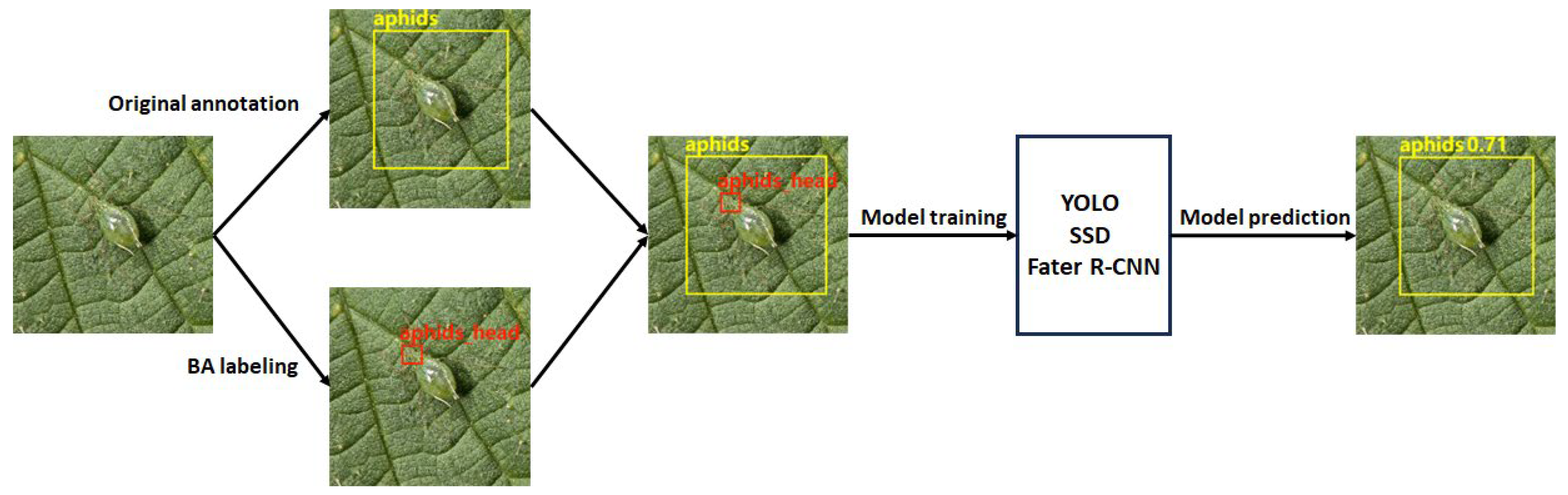 Identification Method of Crop Aphids Based on Bionic Attention