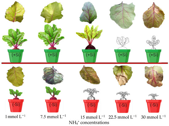 Agronomy | Free Full-Text | Silicon-Mediated Adjustments in C:N:P Ratios for Improved Beetroot ...
