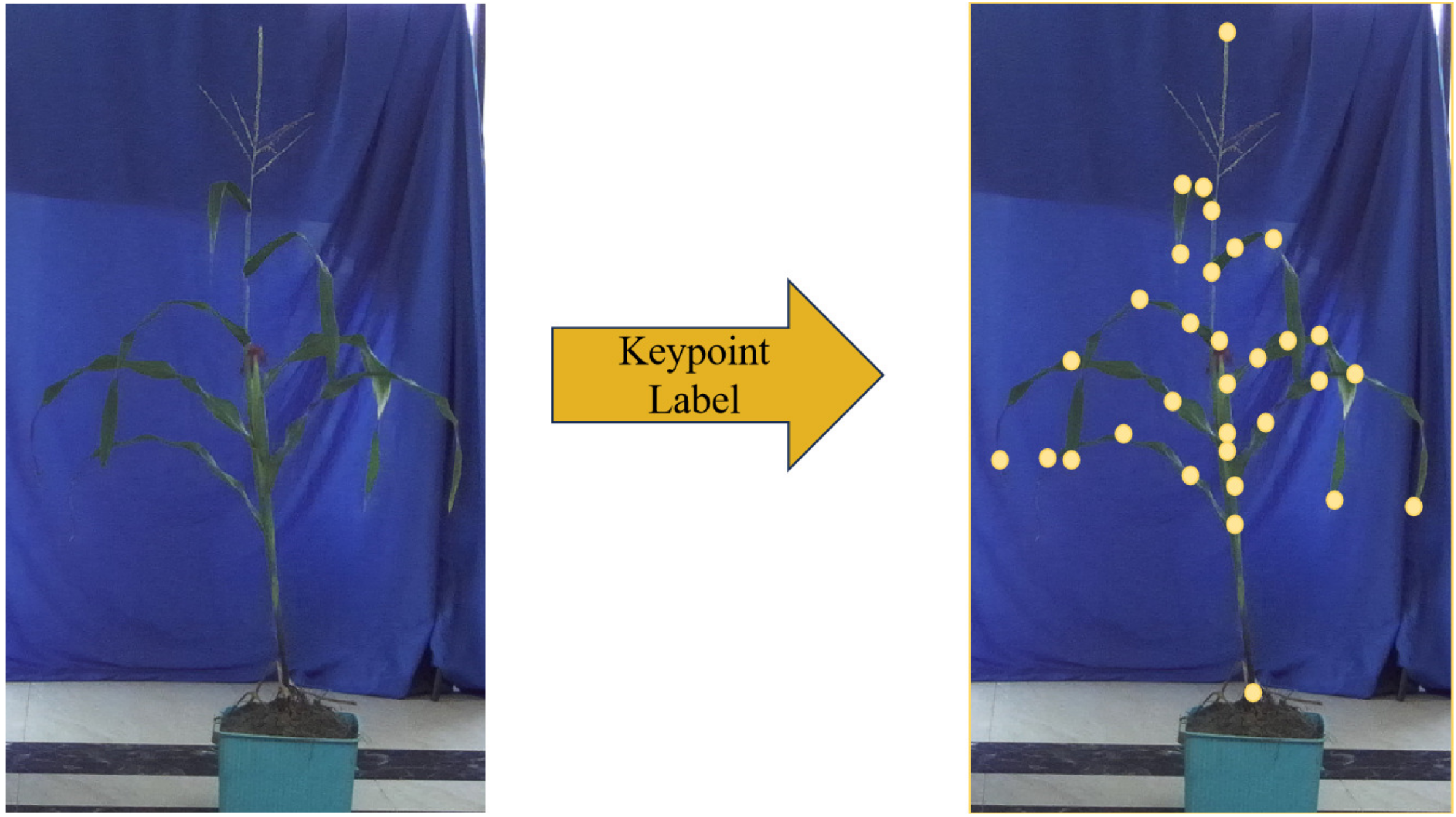 Extraction of Corn Plant Phenotypic Parameters with Keypoint Detection ...