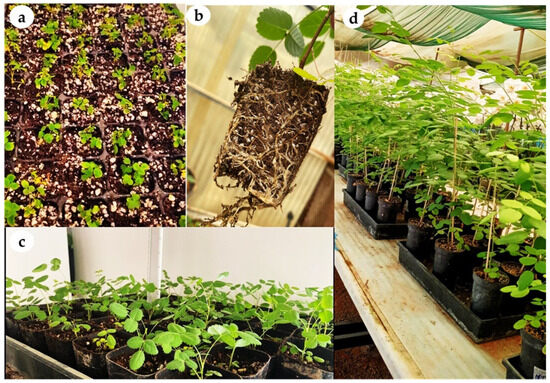 Micropropagation of Al-Taif Rose: Effects of Medium Constituents and ...