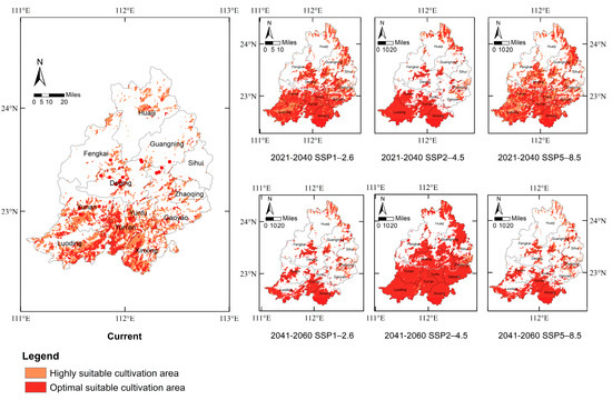 Delineating the Area for Sustainable Cultivation of Morinda officinalis ...