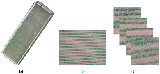 Pattern Classification of an Onion Crop (Allium Cepa) Field Using Convolutional Neural Network ...