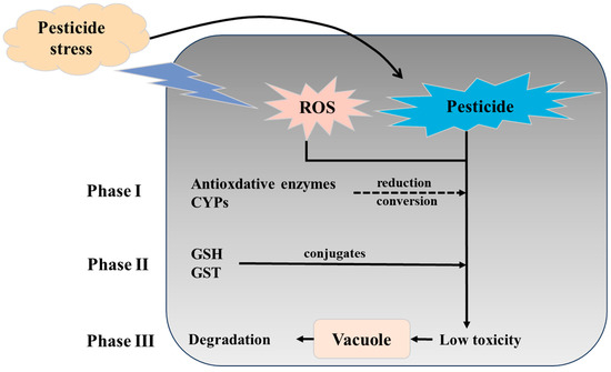Pesticides Toxicity, Removal and Detoxification in Plants: A Review