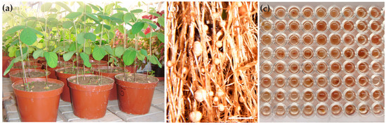 Rapid Identification of Rhizobia Nodulating Soybean by a High ...