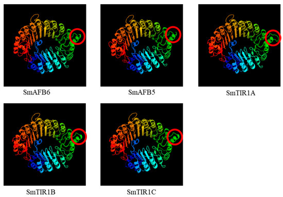 Agronomy | Free Full-Text | The TIR1/AFB Family in Solanum melongena ...