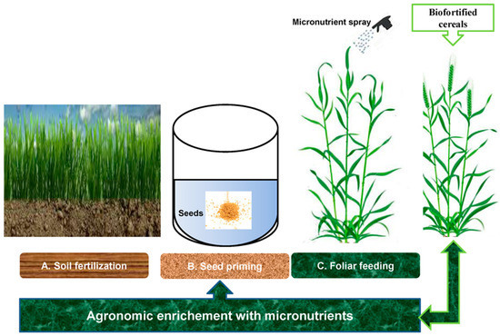 Revisiting the Potential of Seed Nutri-Priming to Improve Stress ...