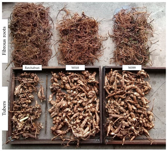 Tuber Development and Tuber Yield Potential of Winged Bean ...