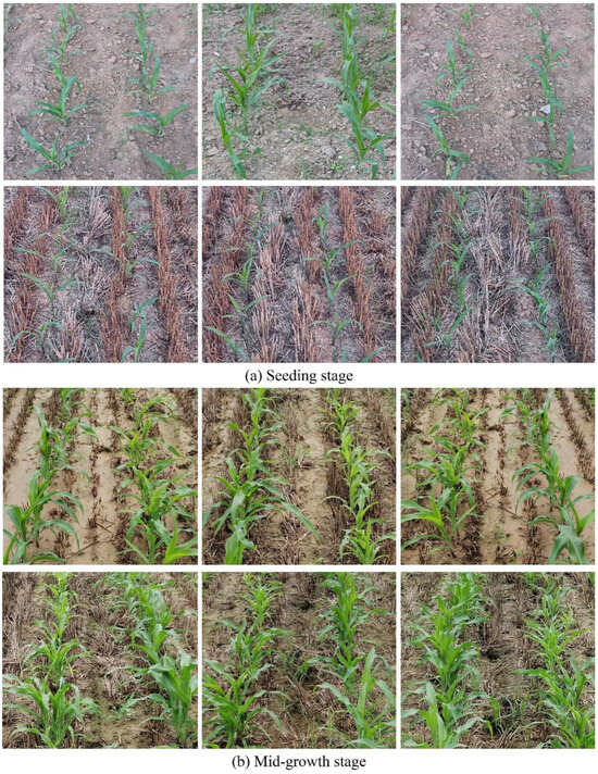 Agronomy | Free Full-Text | Algorithm for Corn Crop Row Recognition during Different Growth ...