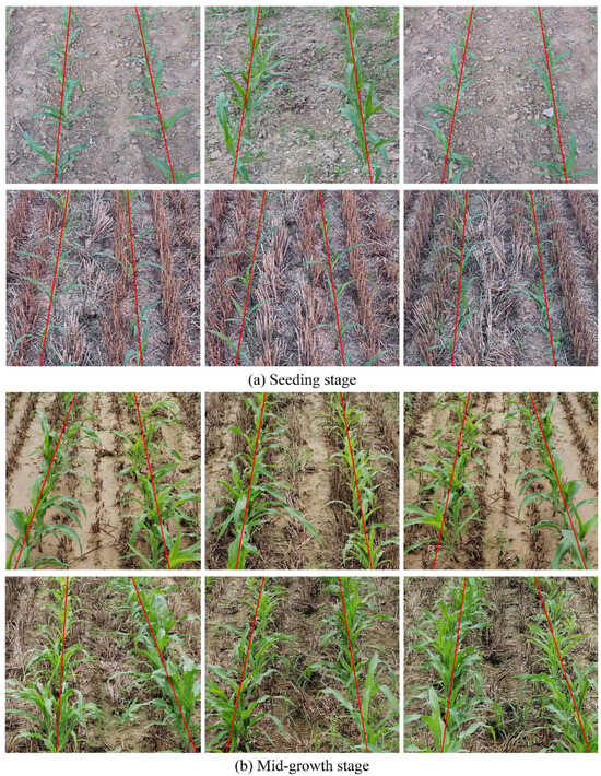 Agronomy | Free Full-Text | Algorithm for Corn Crop Row Recognition during Different Growth ...