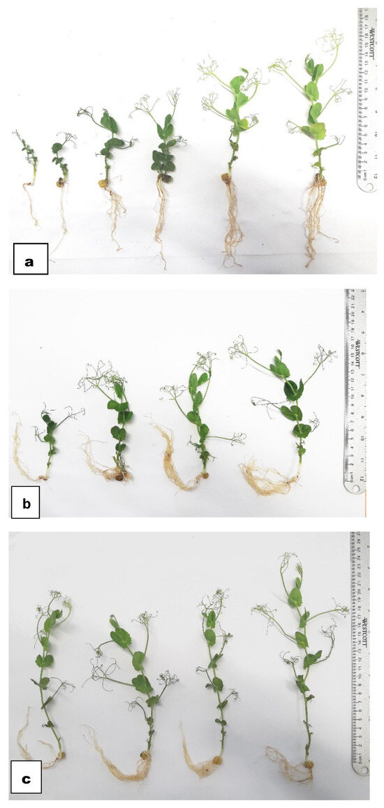 Nanoparticle Uptake and Bioaccumulation in Pisum sativum L. (Green Pea ...