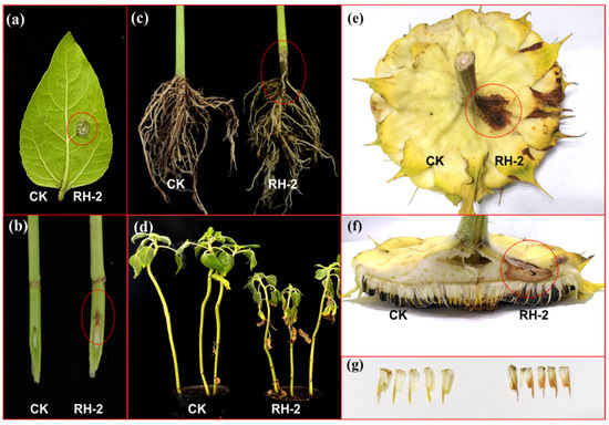 The Isolation and Identification of a New Pathogen Causing Sunflower ...