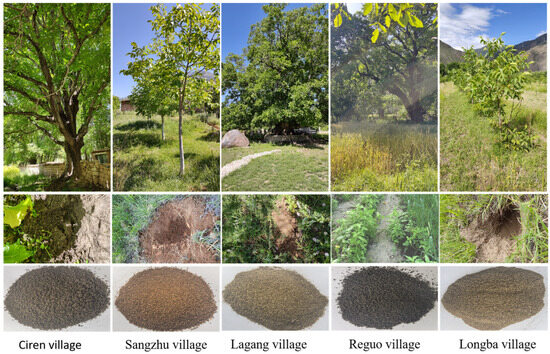 Study on Soil Fertility Characteristics of Walnut Orchards with ...