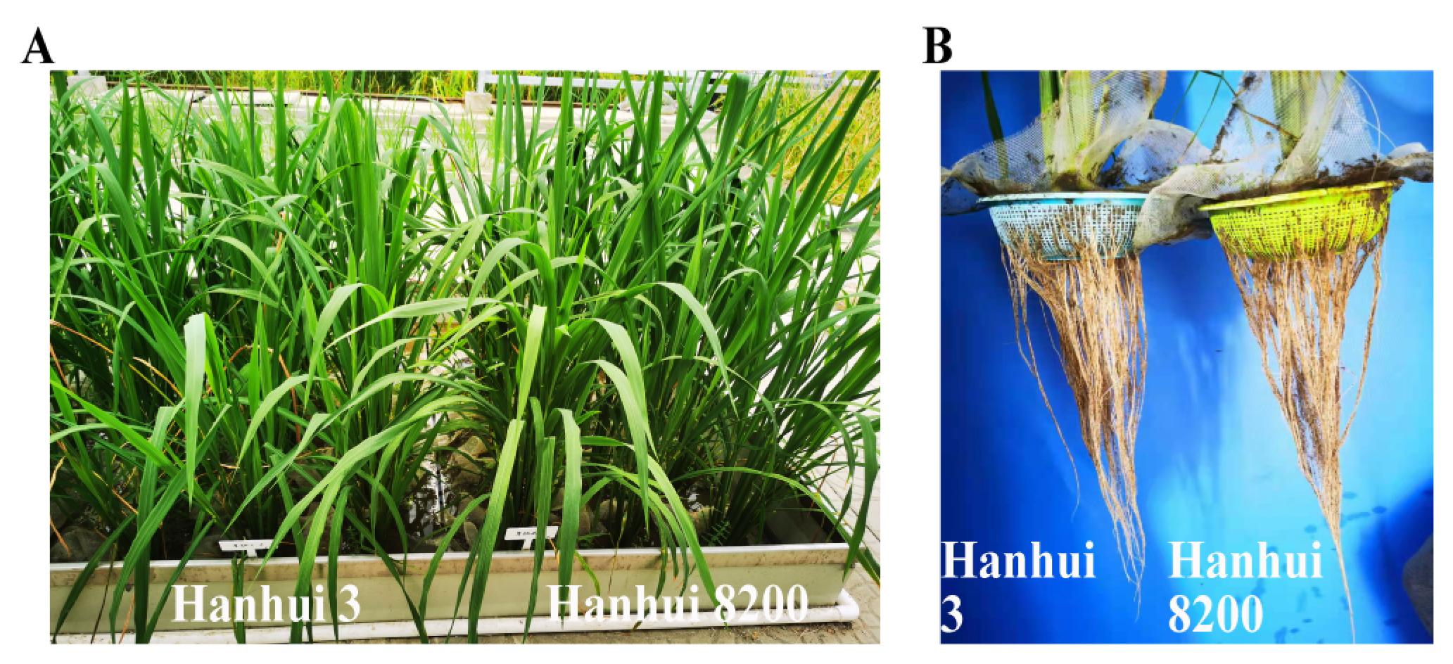Molecular Marker-Assisted Selection of a New Water-Saving and Drought-Resistant Rice (WDR ...