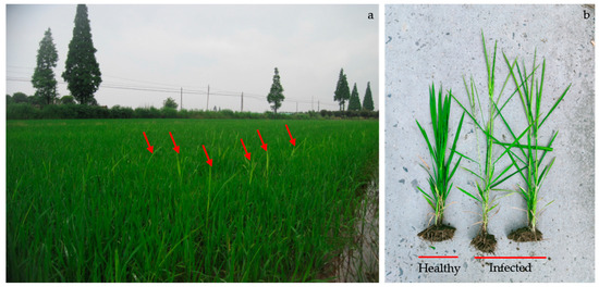 Bakanae Disease Resistance in Rice: Current Status and Future ...