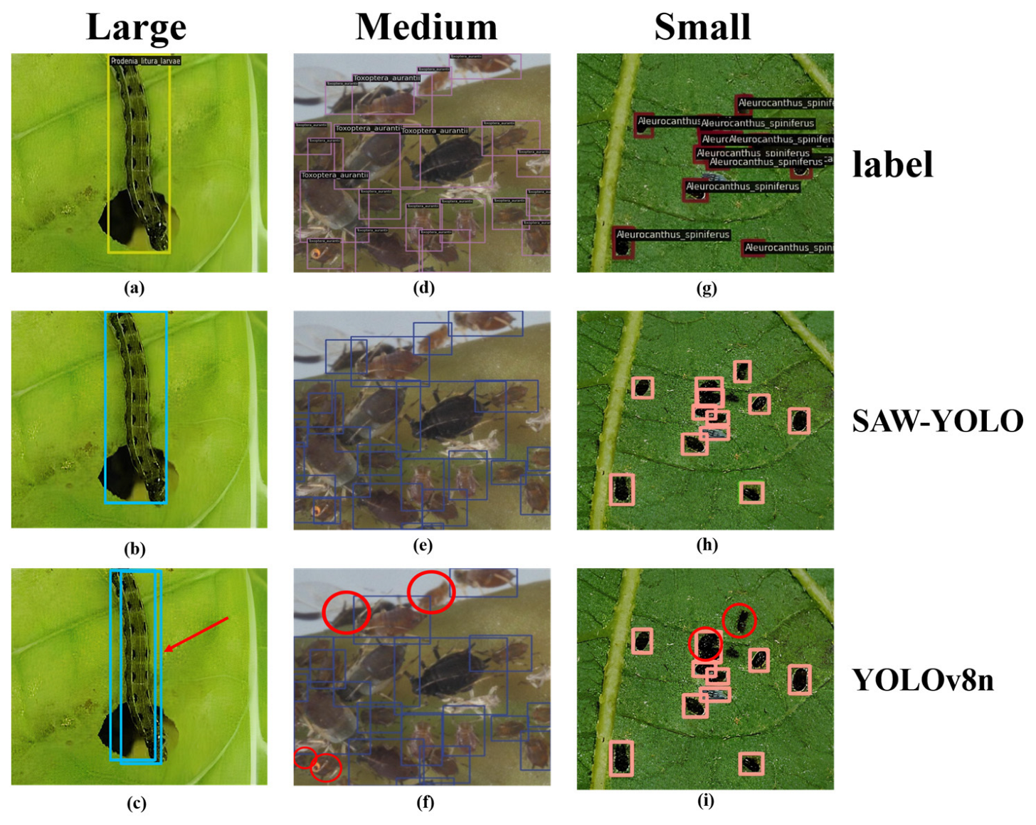 SAW-YOLO: A Multi-Scale YOLO for Small Target Citrus Pests Detection