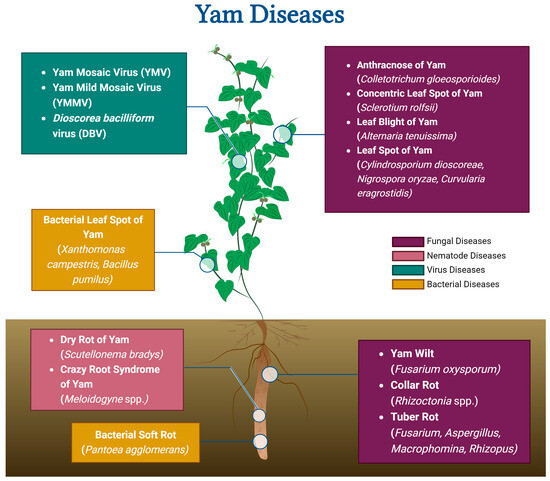 Current Status of Yam Diseases and Advances of Their Control Strategies