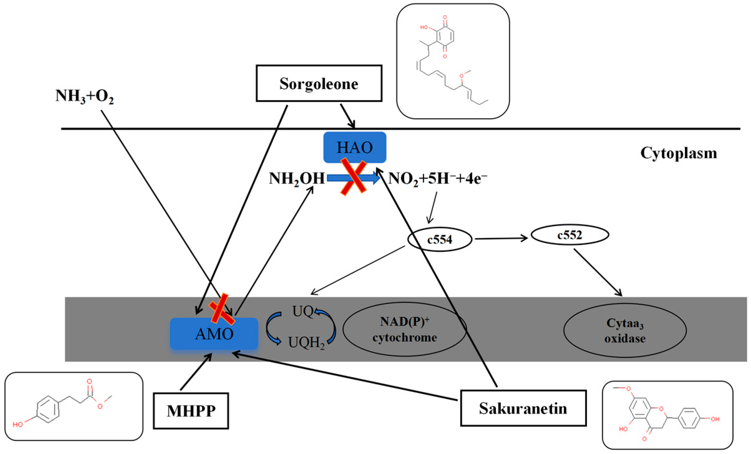 Agronomy | Free Full-Text | Research Progress Related to Sorghum ...
