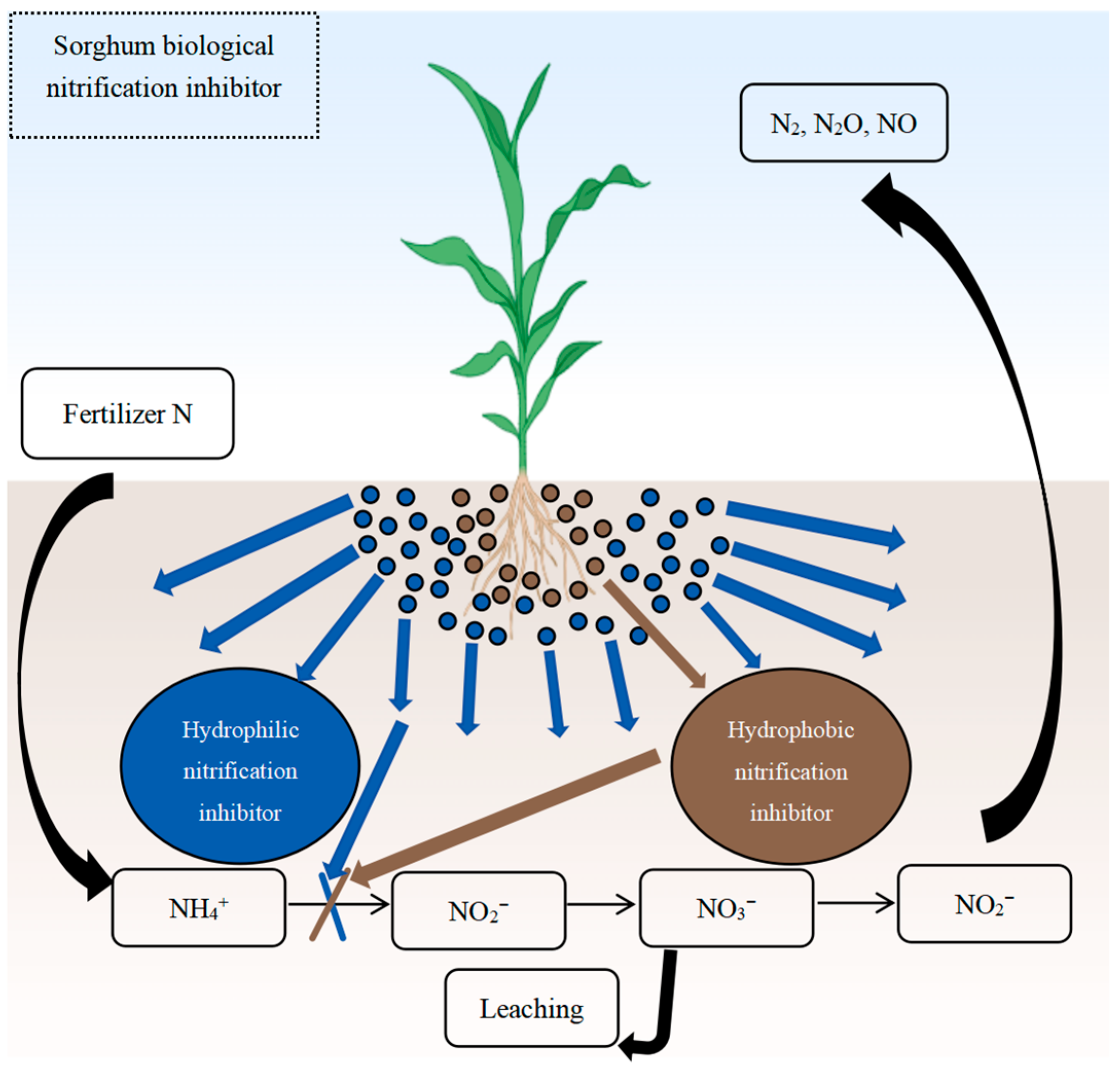 Agronomy | Free Full-Text | Research Progress Related to Sorghum ...