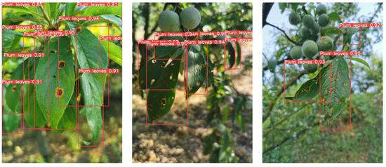 Two-Stage Detection Algorithm for Plum Leaf Disease and Severity Assessment Based on Deep Learning