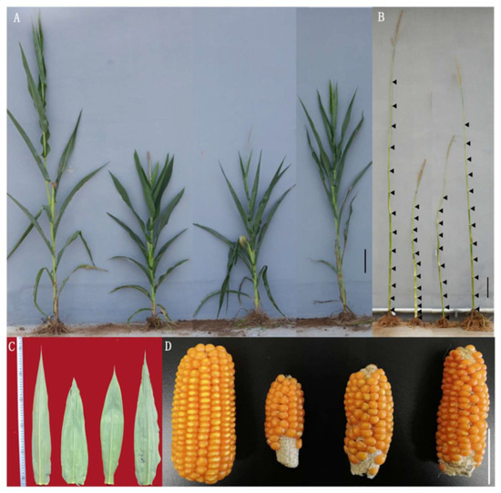 Genome-Wide Identification of Height-Related Genes Using Three Maize ...