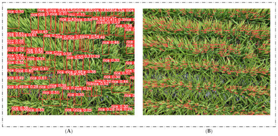 Agronomy | Free Full-Text | A Precise Plot-Level Rice Yield Prediction Method Based on Panicle ...