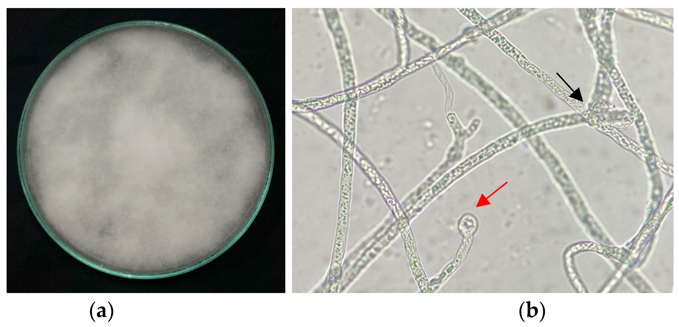 Enhancement of Damping-Off Disease Control in Tomatoes Using Two Strains of Trichoderma ...