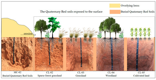Accelerated Iron Evolution in Quaternary Red Soils through Anthropogenic Land Use Activities